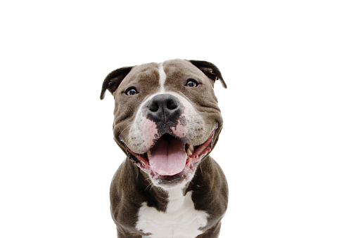 The Misunderstood Loyalty of Pitbull Dogs – The Inquisitive Journal