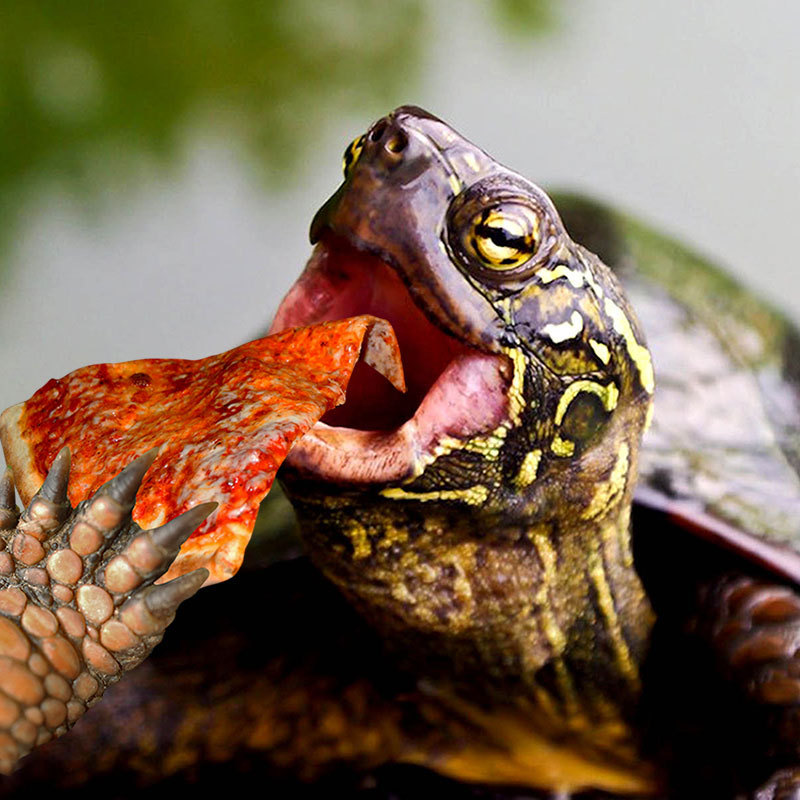 East Palestine Turtles Develop a Taste for Pizza and Martial Arts ...