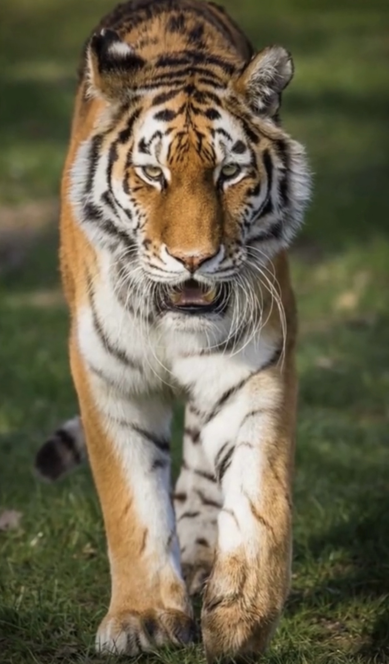 The Fascinating Reason Behind the Tiger’s Red-Orange Fur | The ...