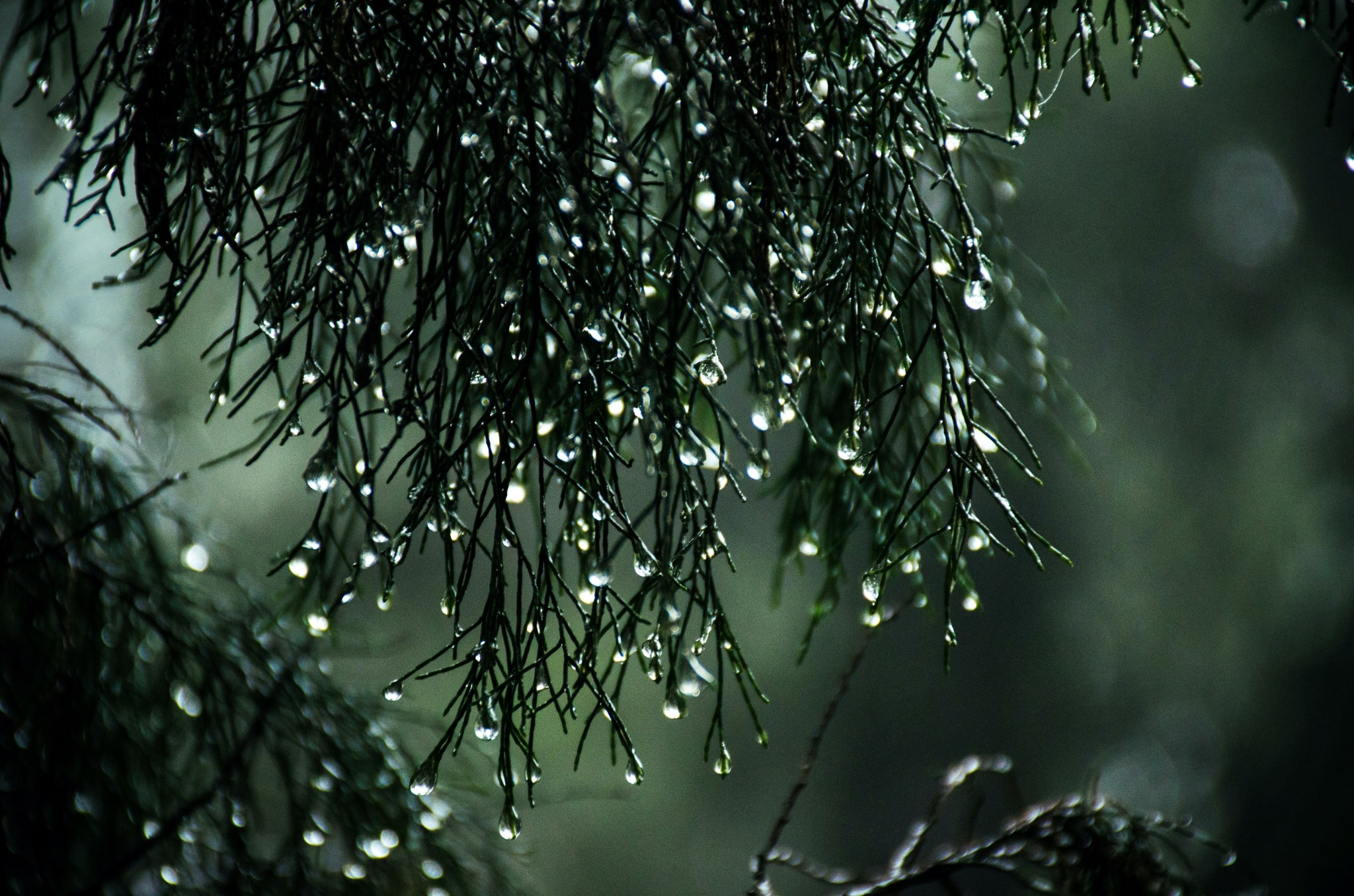 The Science of Petrichor: Why We Love the Smell of Rain | The ...
